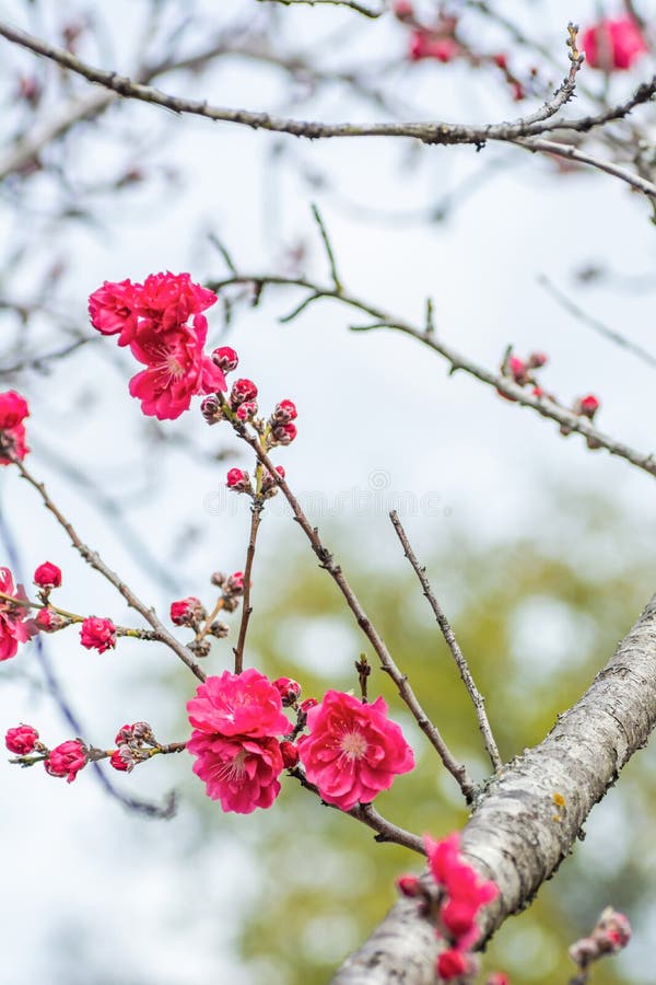 Peach blossoms stock photo. Image of marchmonth, season - 174998194