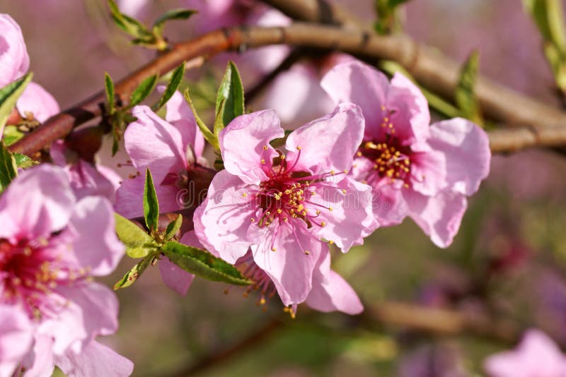Peach blossoms stock photo. Image of blooming, peach - 32340302
