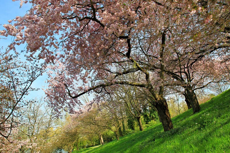 Peach Blossoms in Spring, Germany Stock Image - Image of blossoming ...