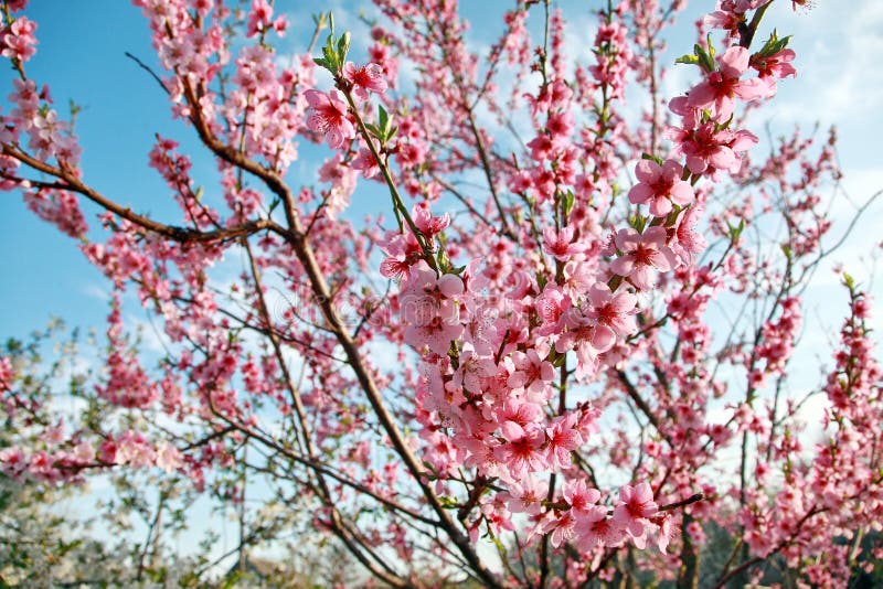 Peach blossoms in spring stock photo. Image of blue - 146389250