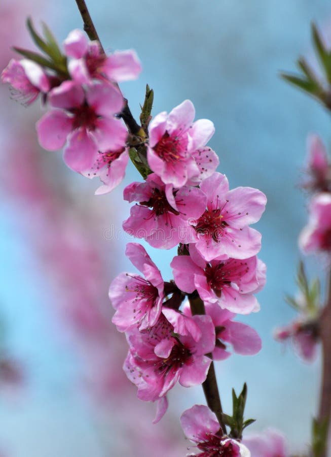 A Peach Blossoms on a Tree Branch Stock Photo - Image of white, bloom ...