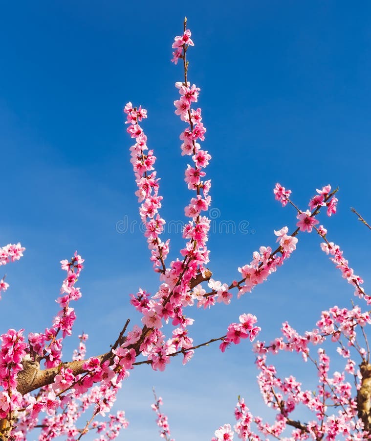 Peach Branch Petal and Grass Land Stock Photo - Image of sensonal ...