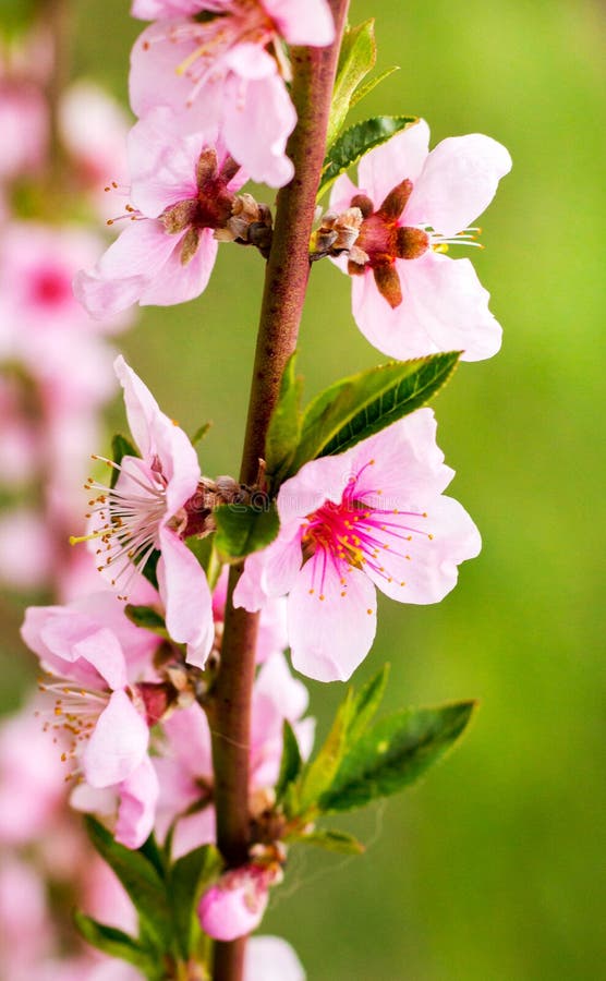 Peach Branch with Pink Flowers on Green Blurred Background_ Stock Image ...