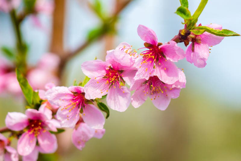 Peach Branch with Pink Flowers on Spring Garden Background_ Stock Photo ...