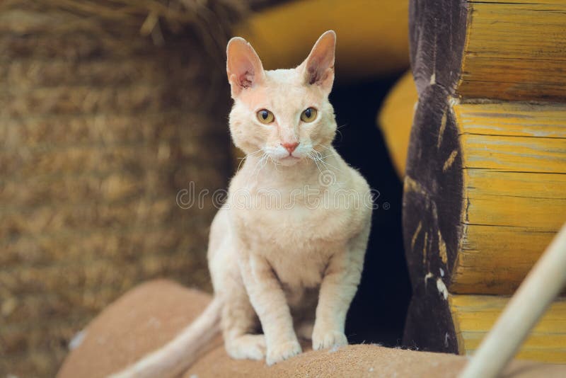 Peach cat stock image. Image of carnivoran, asian, peach - 103179531