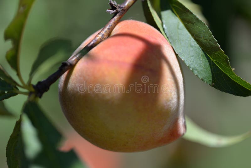 Peach stock photo. Image of fuzz, single, farm, fruittree - 93834220