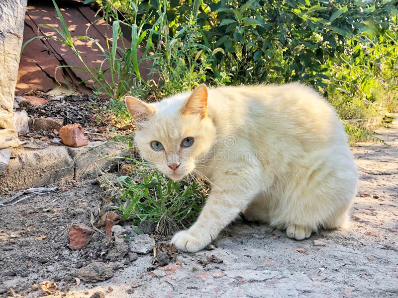 844 Peach Cat Photos - Free & Royalty-Free Stock Photos from Dreamstime