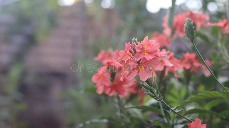 Peach Colored Crossandra Flowers Stock Image - Image of leaf ...
