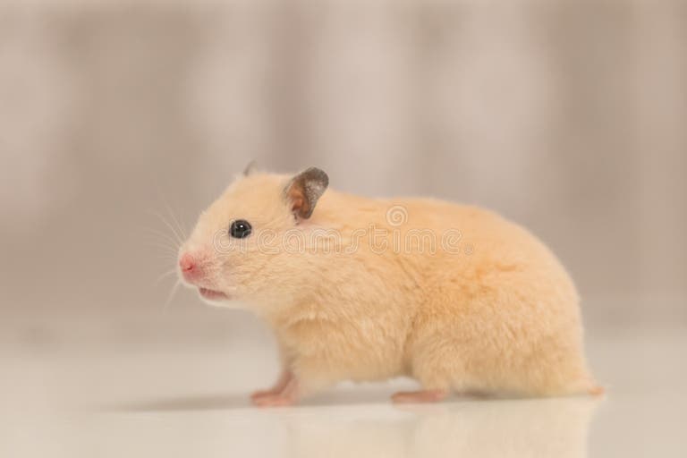 A Peach-colored Hamster Runs Across the Mirrored Table. Stock Image ...