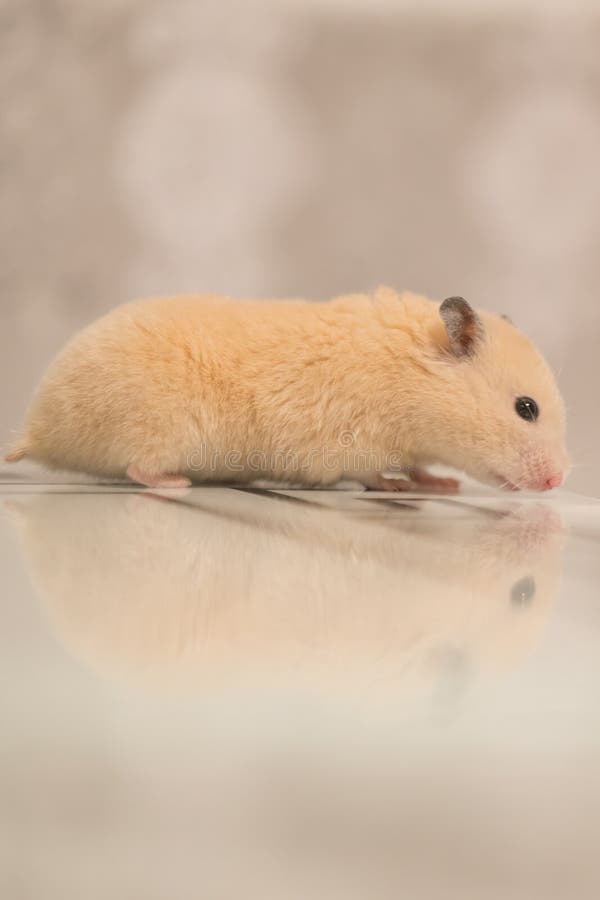 A Peach-colored Hamster Runs Across the Mirrored Table Stock Image ...