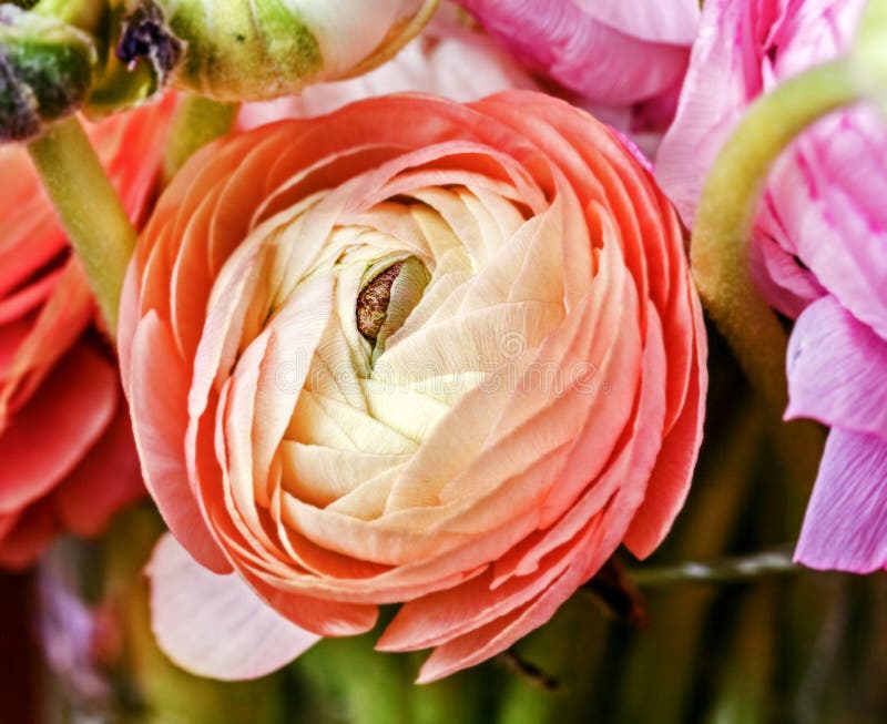 Peach Ranunculus, Persian Buttercup Flowers Stock Photo - Image of ...
