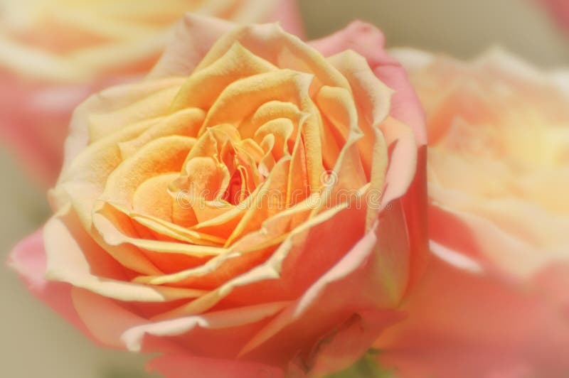 Peach colored rose stock photo. Image of colours, petals - 13230572