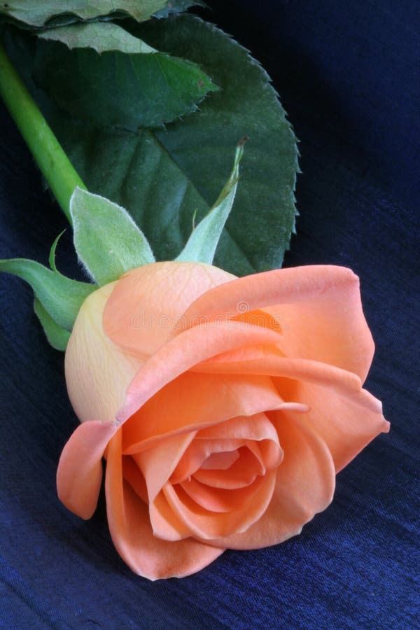 Vintage peach-colored lace stock image. Image of beauty - 3025381