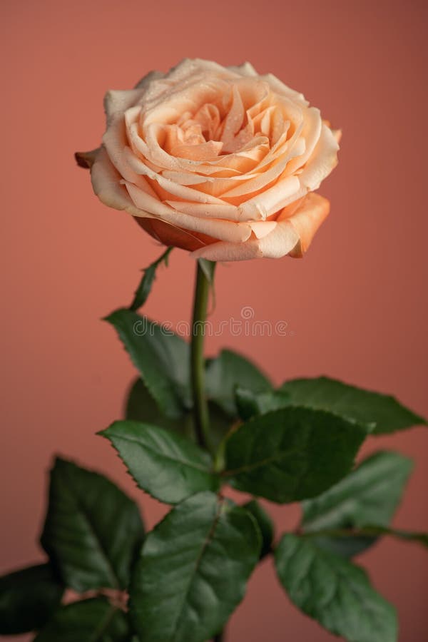 A Peach-colored Rose Blooms Elegantly Against a Soft Pink Backdrop ...