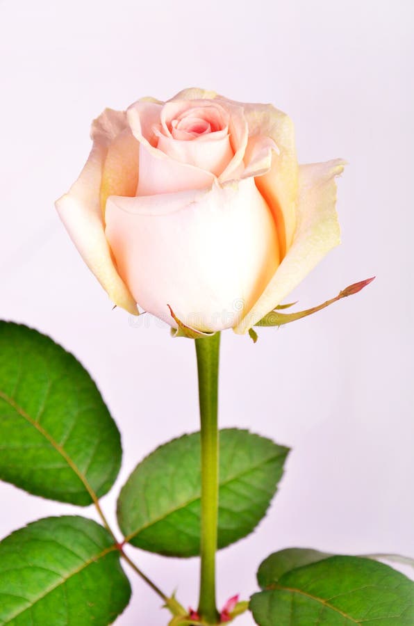 Peach-colored Rose on a Stem Stock Photo - Image of yellow, green: 50867704