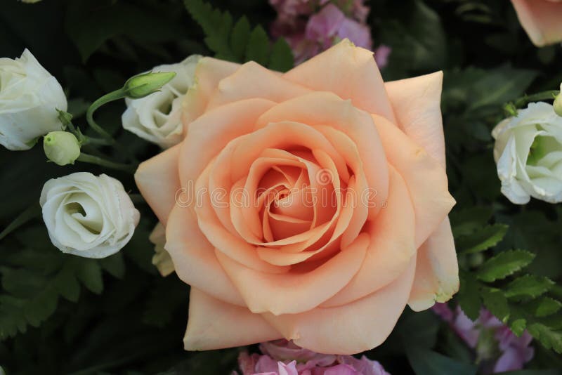 Peach colored roses stock photo. Image of summer, background - 181572806