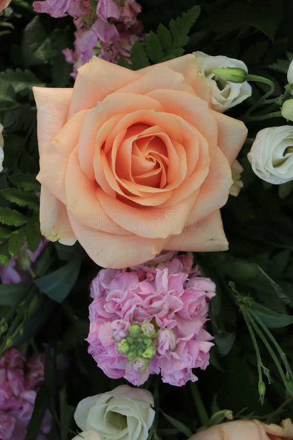 Peach colored roses stock image. Image of flora, botanical - 186621413