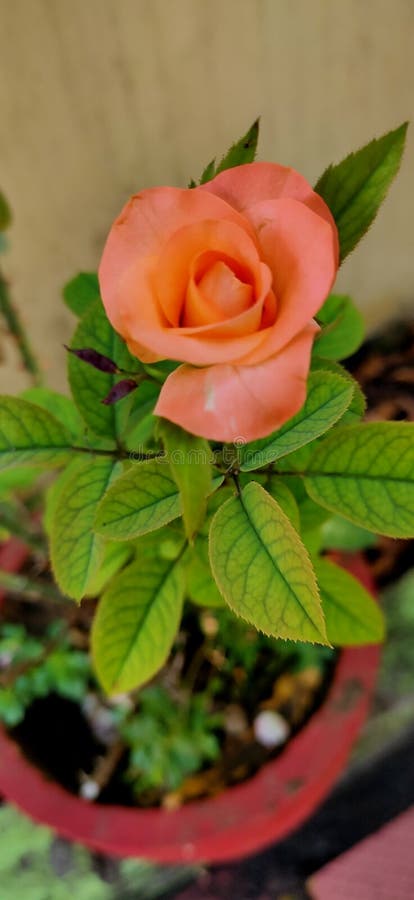 Peach colour Rose Flower stock image. Image of greenery - 273853263