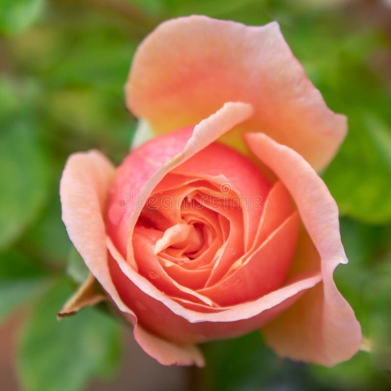 Peach Coloured Rose in the Garden - Square Stock Image - Image of petal ...