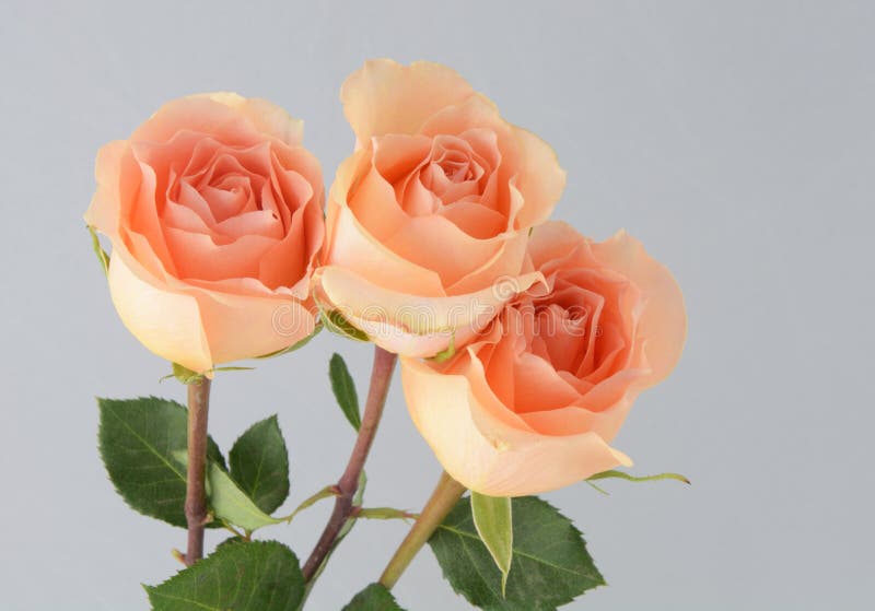Peach coral roses stock photo. Image of beautiful, colored - 76307960