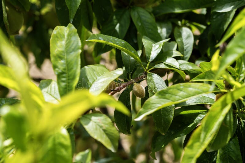 Peach Cultivation. a Newly Ripening Peach Fruit on the Tree Stock Photo ...