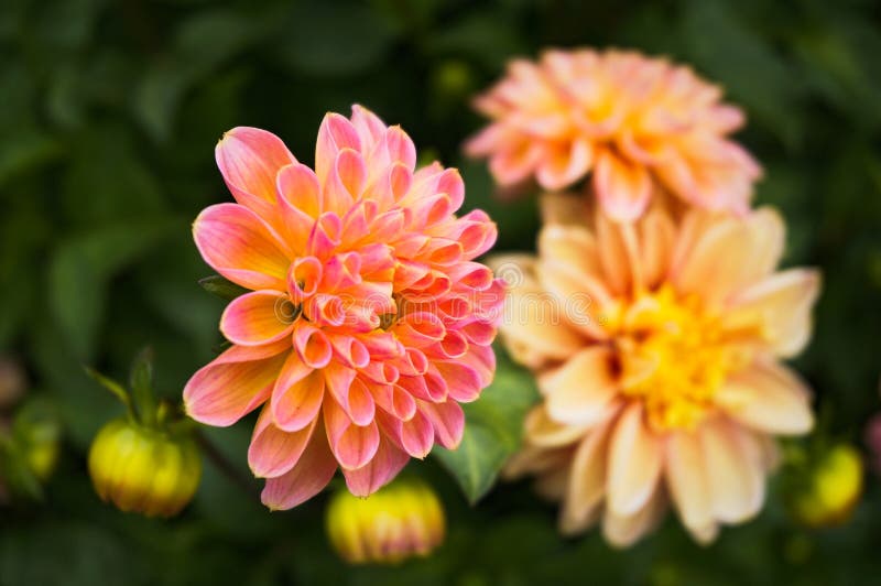 Peach daisy flower stock photo. Image of bloom, colors - 507802