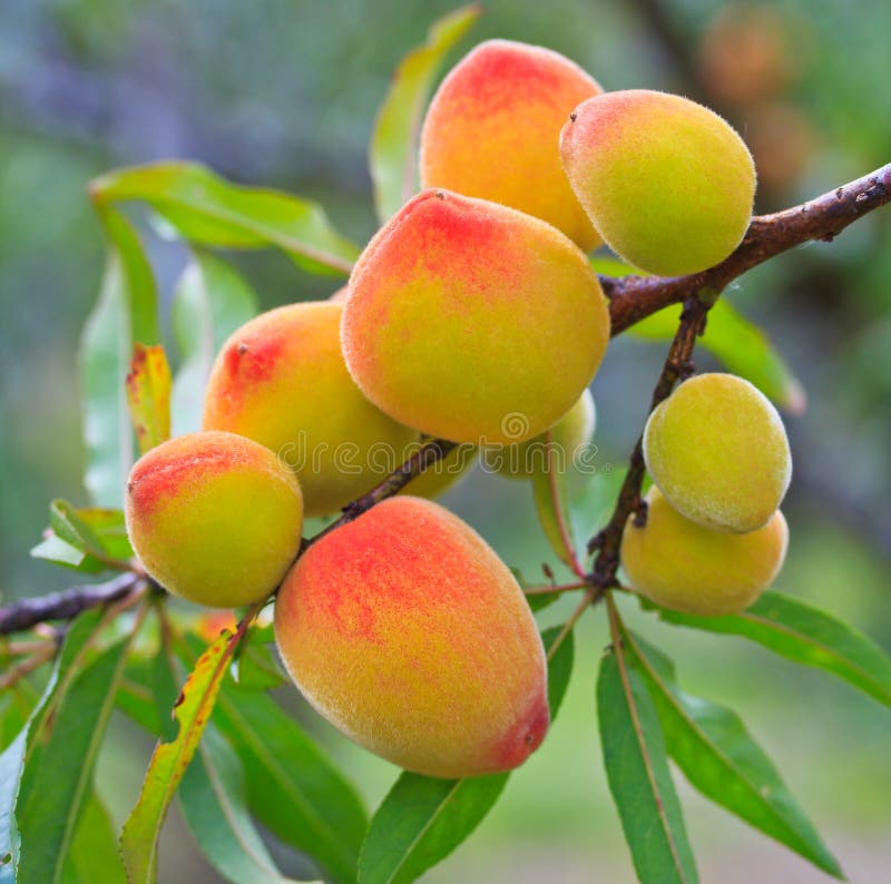 Peach tree stock image. Image of nature, nectarine, food - 33527767