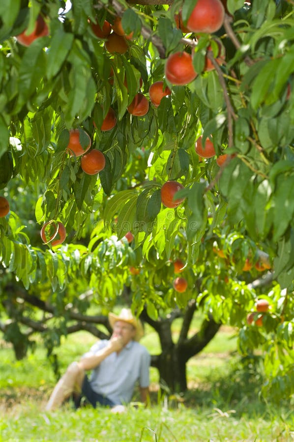 Peach Eater stock photo. Image of colorful, relaxing, juicy - 9614062