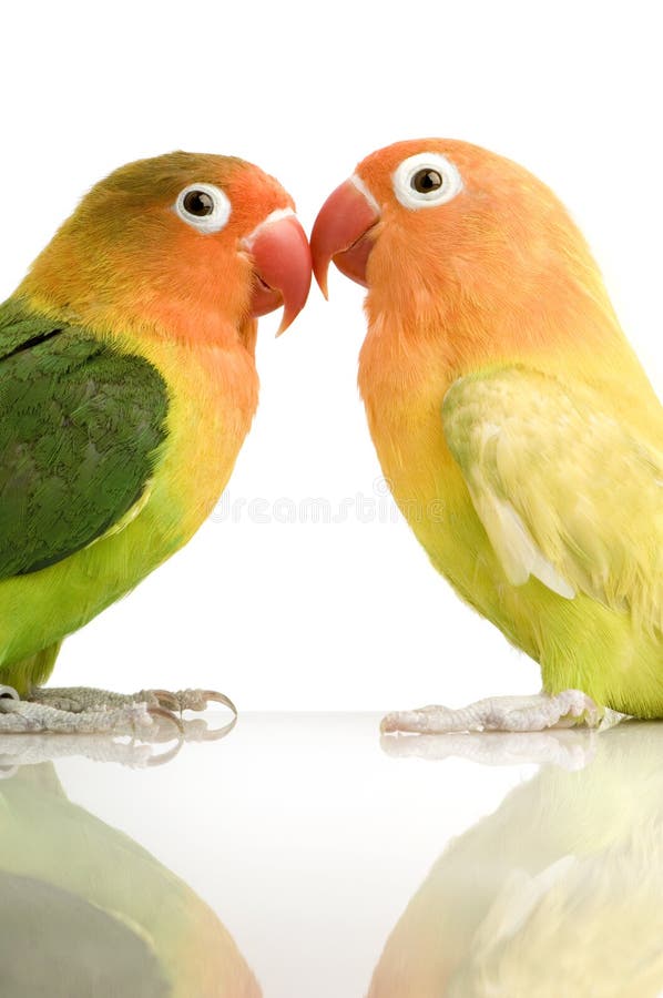 Breeding Peach Faced Love Birds
