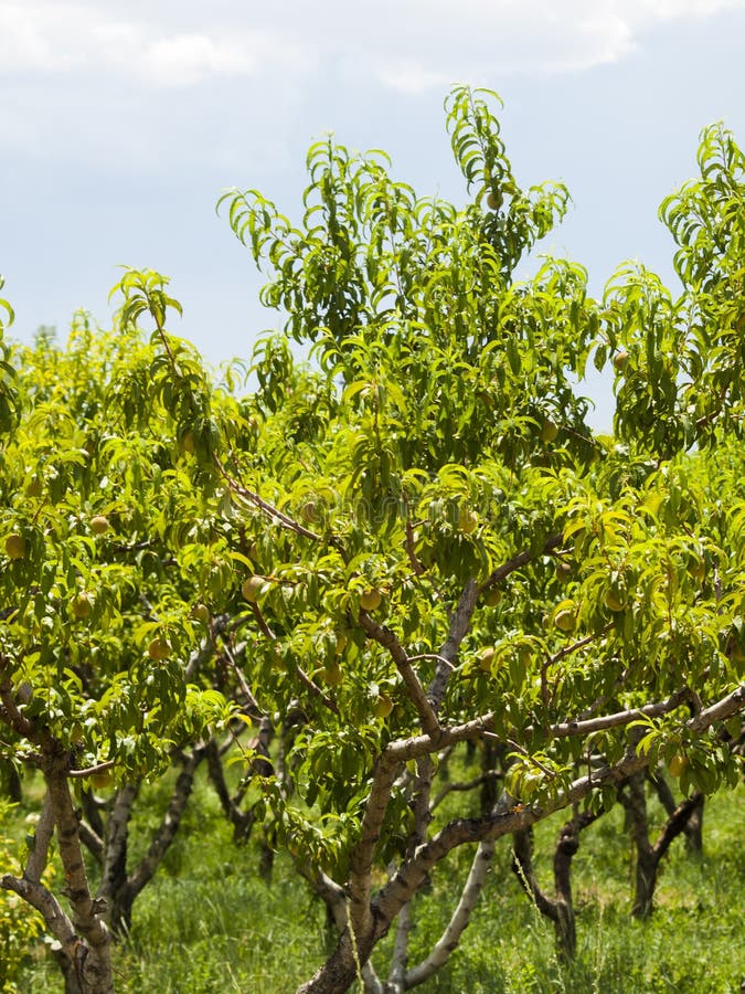 Peach Farm In Early Summer Unripe Peach Peach Tree Branch With Small Immature Peaches Stock