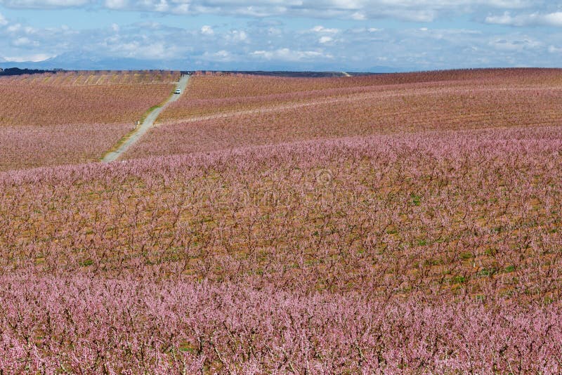 Peach fields stock photo. Image of peach, flora, landscape - 112419810