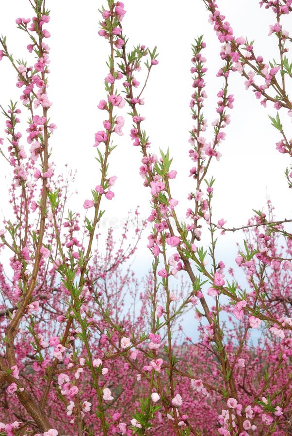 Peach Flower Picture. Image: 13846343