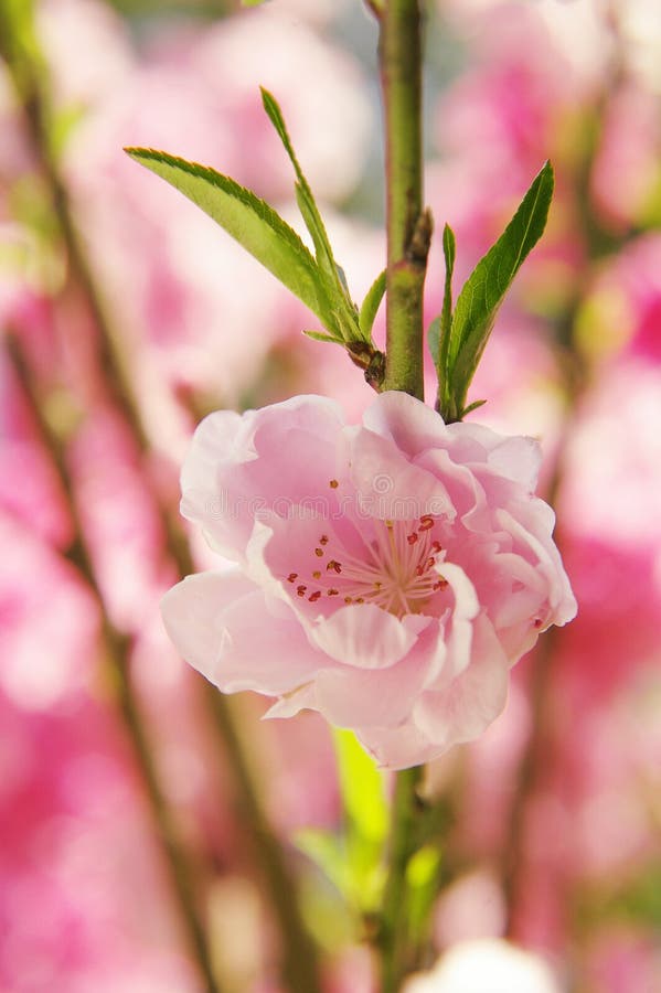 Peach flower stock image. Image of blooming, petal, spring - 13854615