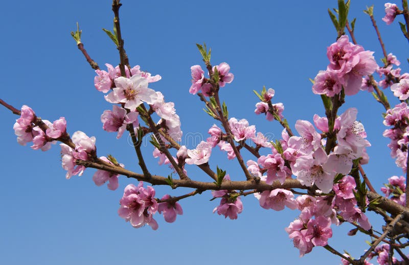 Peach flower stock photo. Image of food, rose, fruit - 24099184