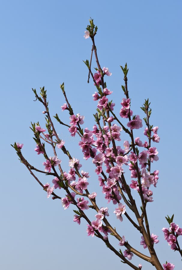 Peach flower stock photo. Image of culture, flower, plant - 24099416