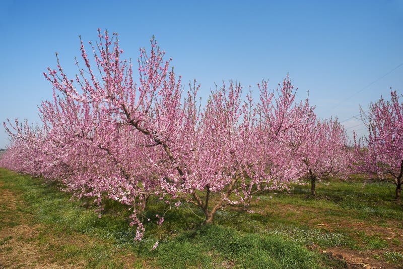 Peach flower stock photo. Image of farm, blossom, peach - 24099576