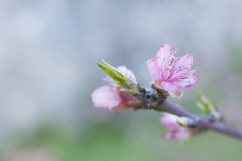 A Peach Flower on Blooming Branch Stock Photo - Image of flower ...