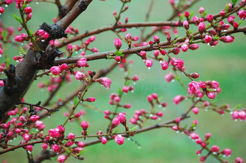 Peach Flower Buds after Rain Stock Photo - Image of botanical, garden ...