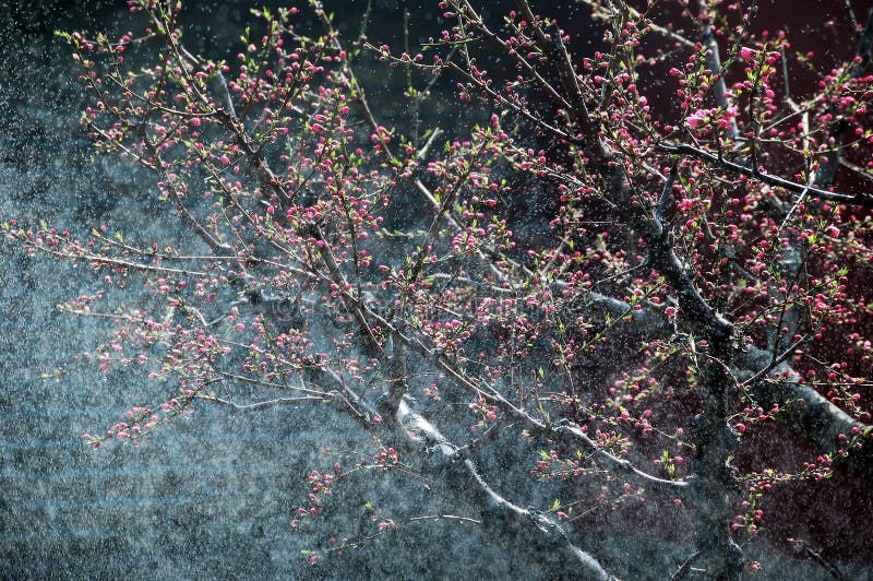 Peach flower buds in rain stock photo. Image of botanic - 90647726