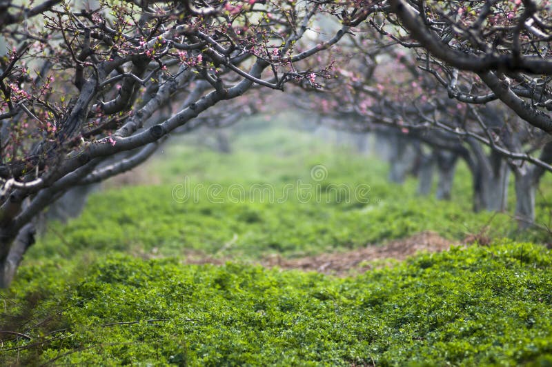 Peach flower forest stock photo. Image of food, vietnam - 39885558