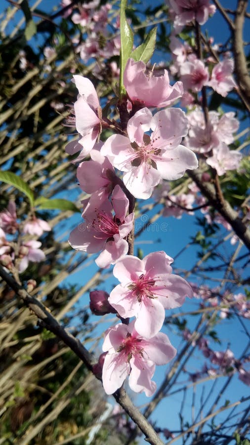 Peach flower stock photo. Image of flower, bloom, wild - 111625144