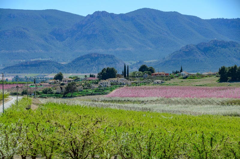 Peach Flowering in Cieza. Murcia Spain Stock Photo - Image of persica ...