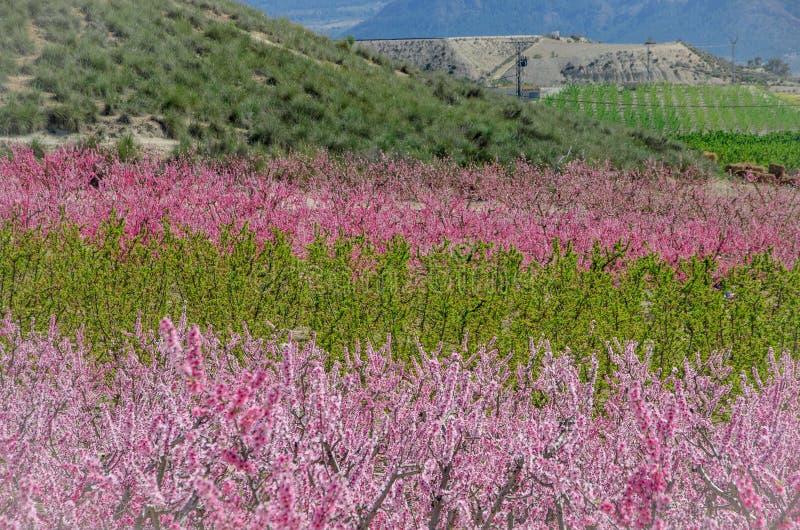 Peach Flowering in Cieza. Murcia Spain Stock Photo - Image of blooming ...