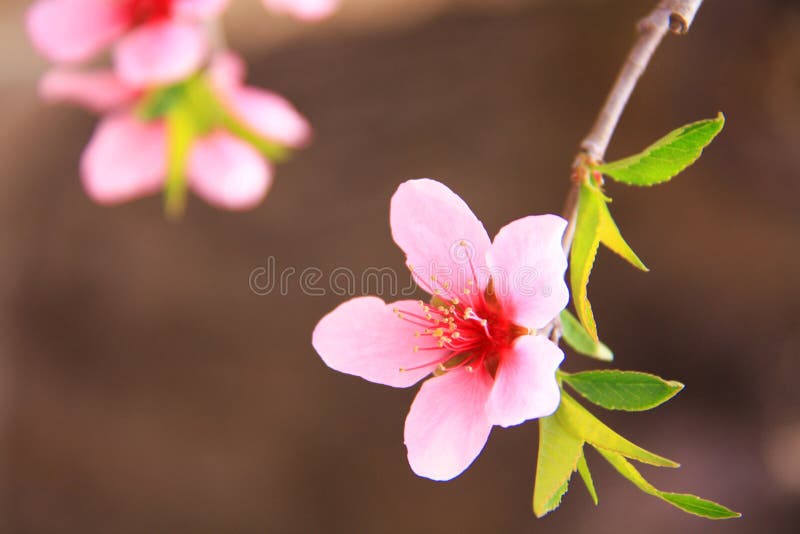 Peach flowers stock image. Image of spring, peach, bloom - 24722637