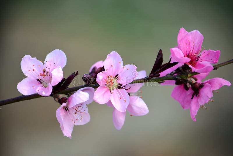 Peach flowers stock photo. Image of blooming, growing - 182563802