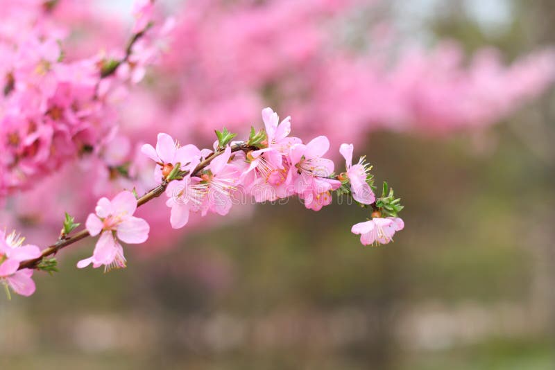 Peach flowers stock photo. Image of bloom, peachblossom - 30591068