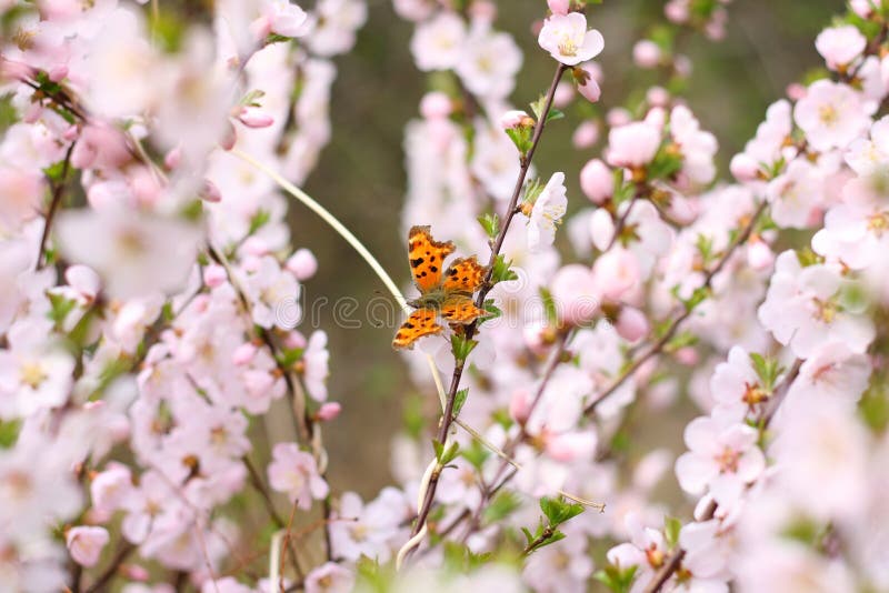Peach flowers stock image. Image of grow, nature, insect - 30591093