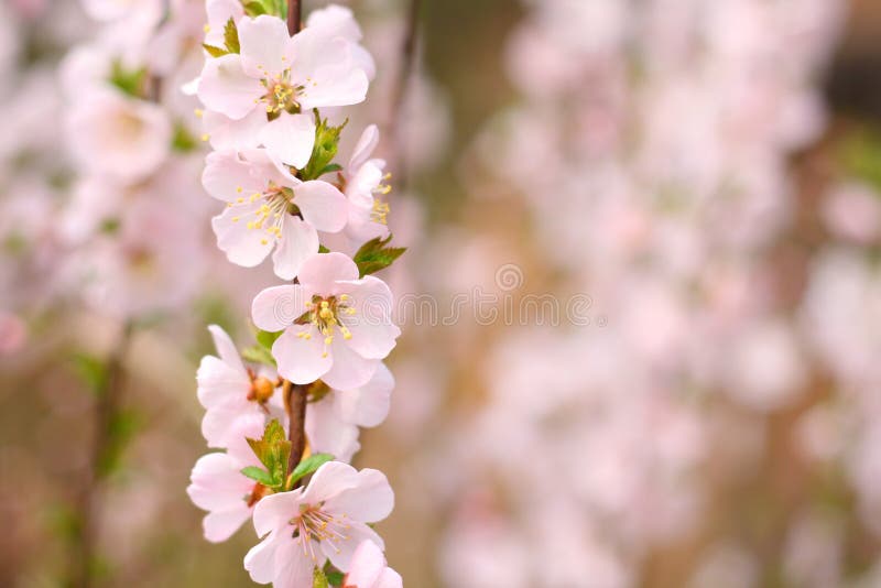 Peach flowers stock photo. Image of flowers, garden, macro - 30591284
