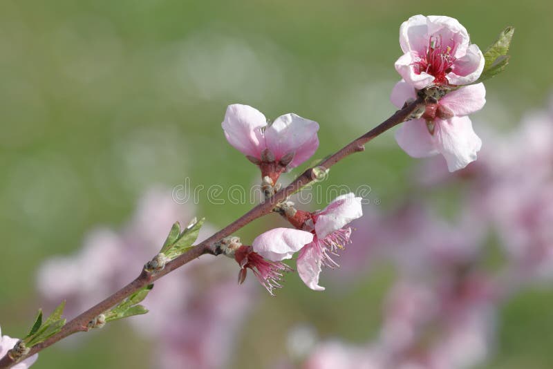 Peach flowers stock image. Image of botanical, nature - 91049943