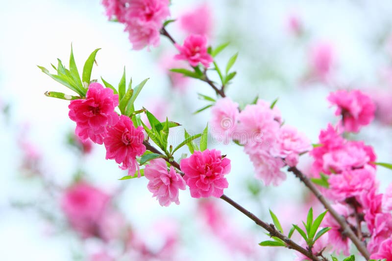 Spring peach flowers stock image. Image of color, detail - 30054047
